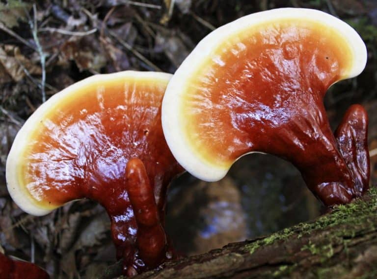 Care este cea mai bună Ganoderma? - Mendo